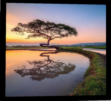 Second Life Marketplace Reflection Tree