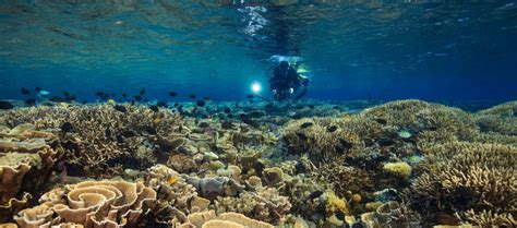 Why Every Diver Should Visit Komodo At Least Once In Their Lifetime
