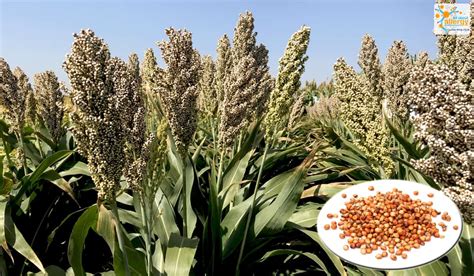 Чем заменить крупы с глютеном: девять вариантов полезных продуктов ...