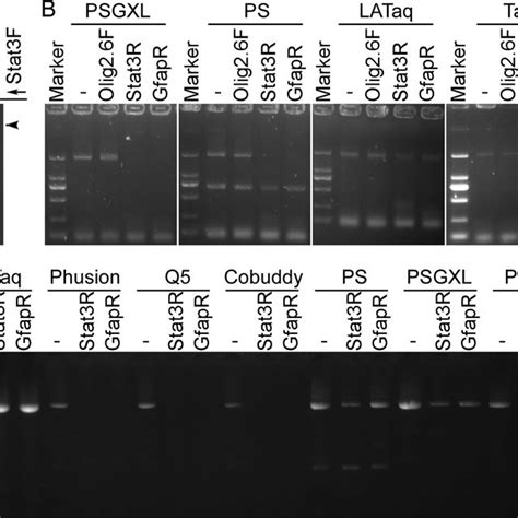 Engineered Proofreading Dna Polymerases Have Good Performance A