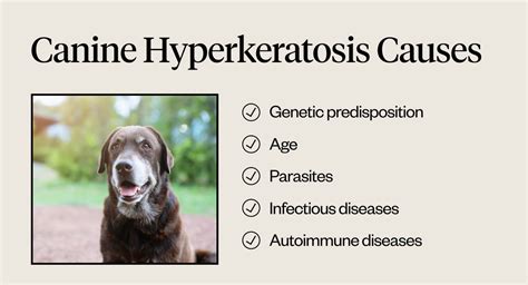 Hyperkeratosis In Dogs Everything You Need To Know Dutch
