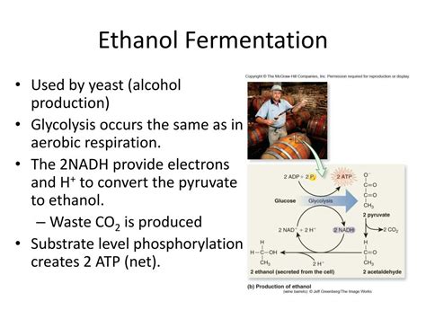 Ppt Cellular Respiration Powerpoint Presentation Free Download Id