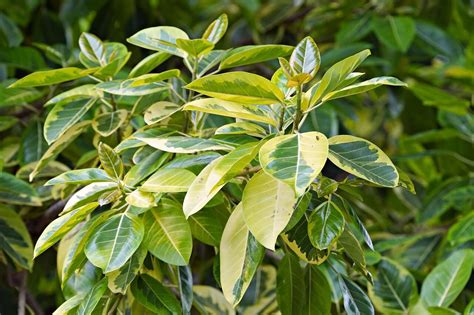 Complete Guide And Comprehensive Care Instructions For Ficus