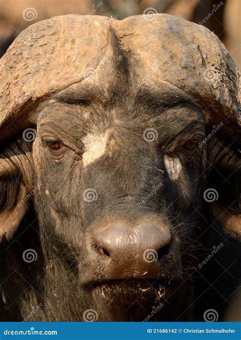 African Buffalo Head Tattoos