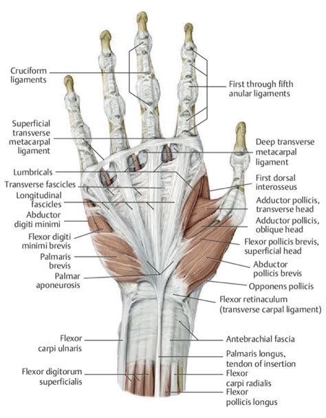 Mobility Exercise Of The Week Palmar Fascia Soft Tissue Work Artofit