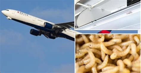 수백 명 여행 엉망 만든 항공기 짐칸 가방 속 구더기