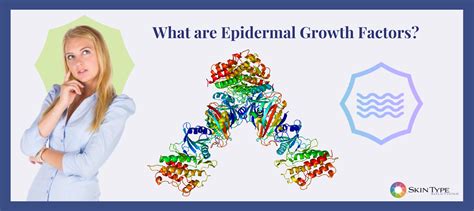 Epidermal Growth Factor In Skin Care Expensive But Is It Safe Skin Type Solutions