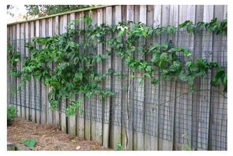 Fruit Trees Home Gardening Apple Cherry Pear Plum How To Grow A
