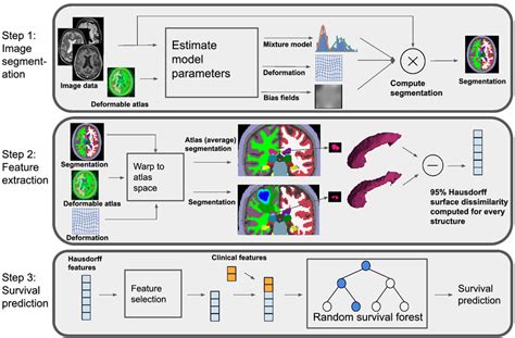 From Mr Images To Survival Prediction In Three Steps Segmentation