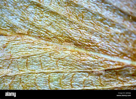 Plant Leaf Under The Microscope Beautiful Texture Stock Photo Alamy