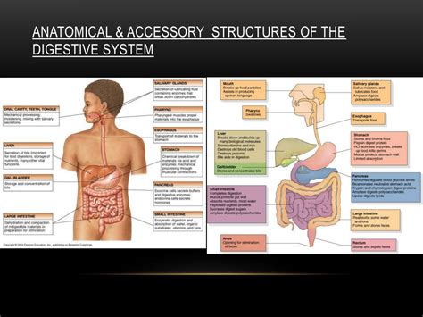 Accessory Structures Of Digestive System At Caitlin Meagher Blog