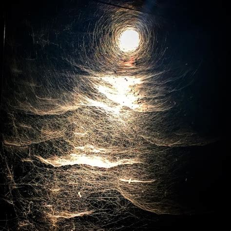 Premium Photo Close Up Of Cob Webs