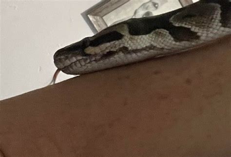 Normal Belly R Ballpython