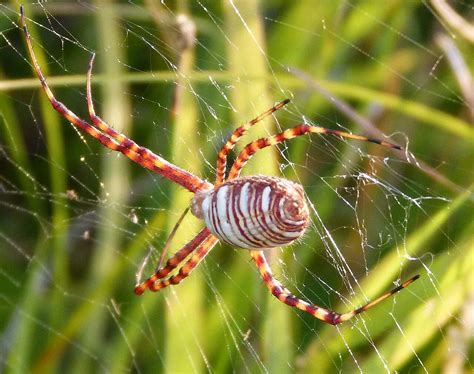 Banded Garden Spider Identification In Australia Spider Identifier