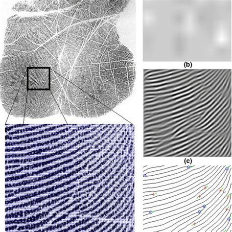 Palmprint Enhancement Steps A Extracted Ridge Orientations In A Download Scientific Diagram