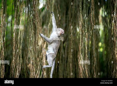 Monkey Swinging In Tree At Sacred Monkey Forest Stock Photo Alamy