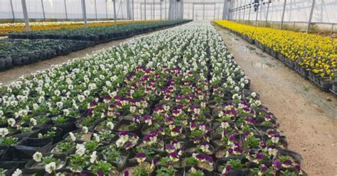 천만그루 정원도시 전주의 봄 향긋한 꽃내음 물씬