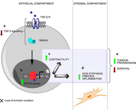 Building Up The Tension Between The Epithelial And Stromal Compartment