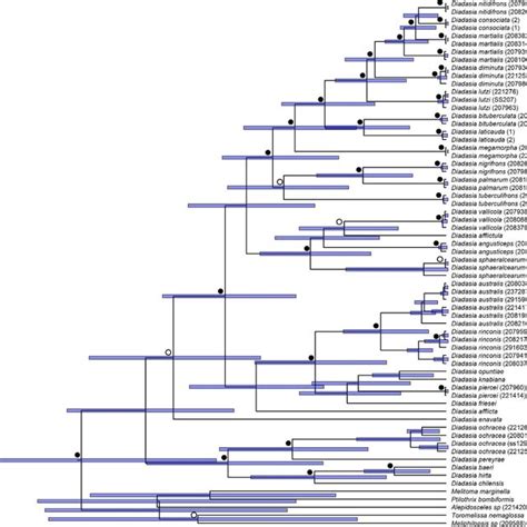 Bayesian Ultrametric Tree Of Diadasia Species With Bayesian Posterior Download Scientific