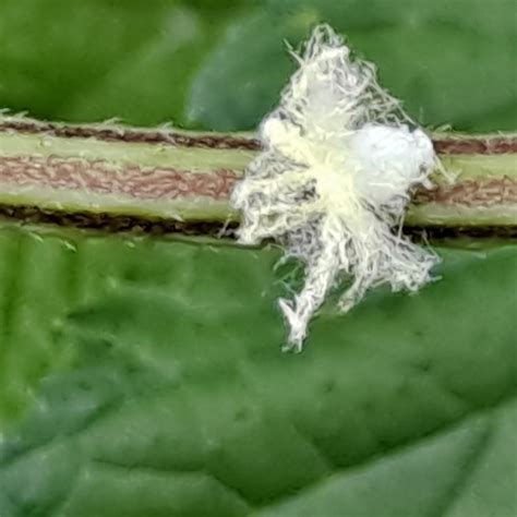 갈색날개매미충