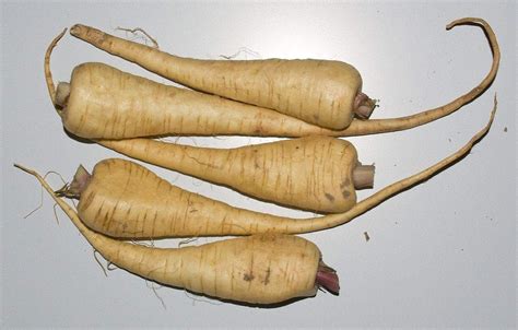 Parsnip Seeds Sow True Seed