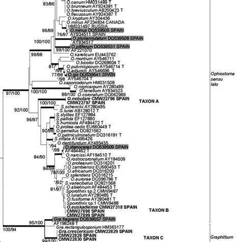phylogram based on ml analyses of its1 5 8s its2 rdna sequences
