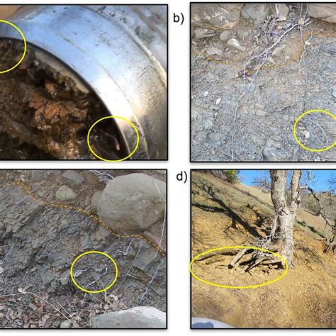 Yellow Circles Highlight Roots In Fractured Bedrock A Roots In