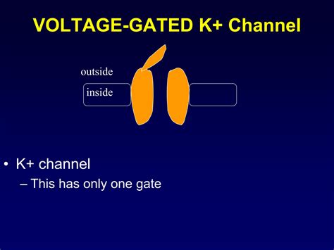 Nerve And Resting Membrane And Action Potentials Ppt