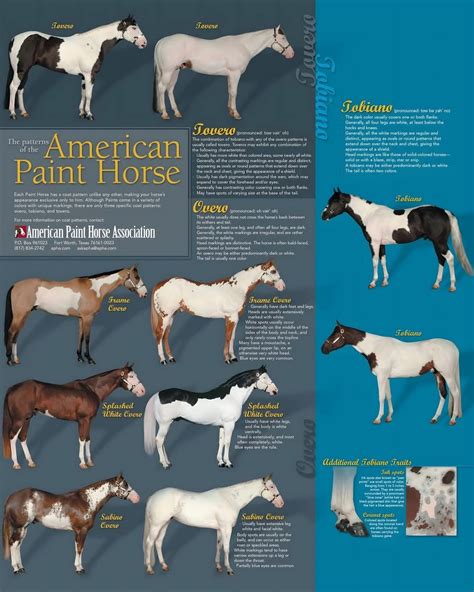 Appaloosa Coat Patterns Artofit