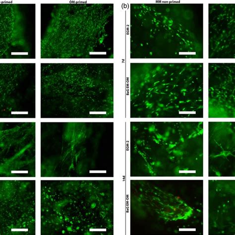 Osteocalcin And Cd31 Immunofluorescence Staining Representative Images