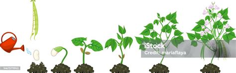 Ilustración De Ciclo De Vida De La Planta De Frijol Etapas De