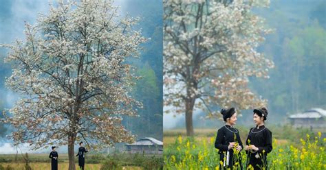 Cây mác cọt cô đơn ở Cao Bằng nở hoa trắng xóa Du lịch Việt Giải Trí