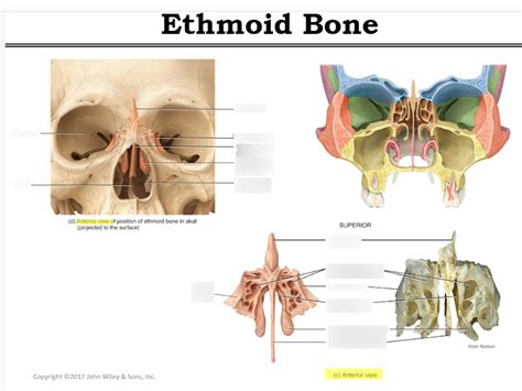 Ethmoid Bone Diagram Quizlet