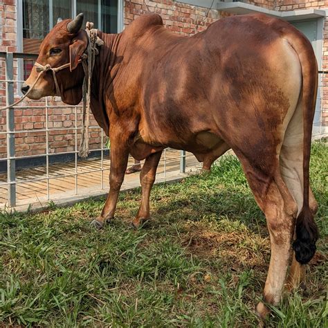 বায়োমেন্ড অনলাইন গরুর হাট