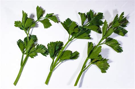 Premium Photo Three Celery Leaves Arranged In Parallel With A Plain