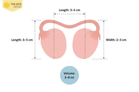 Normal Ovary Size Secret Signs Of Healthy Ovaries