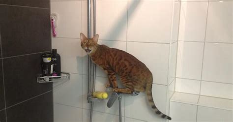 She Throws Everything On The Floor Then Calls For Help Because She