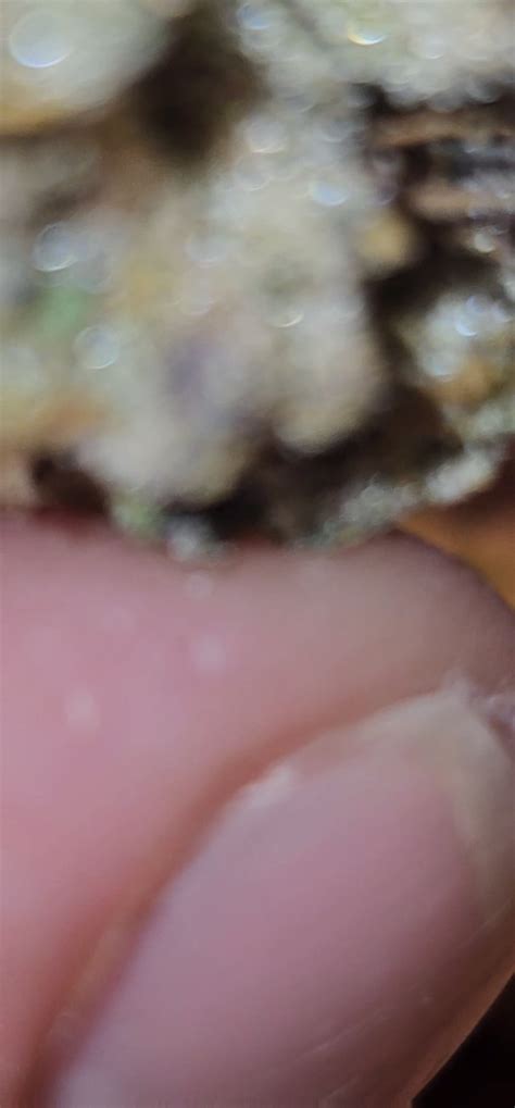 Brownie Scout Deep Body Muscle Relaxation At Its Finest With Sedating