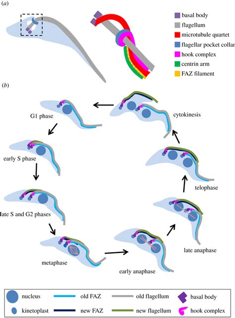 Organization And Duplication Of Flagellum Associated Cytoskeletal