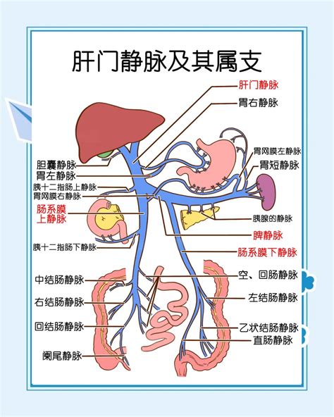 肝脏血管系统解析