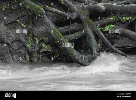 Water Erosion Tree Roots Stock Photo Alamy