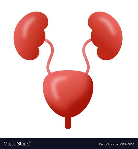 Urinary System Royalty Free Vector Image Vectorstock