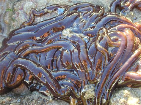 Lineus Longissimus Carrai`r Graean Bootlace Worm The Lo Flickr