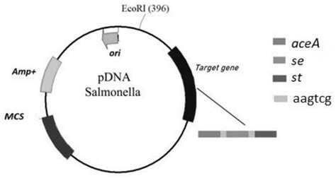 Salmonella Nucleic Acid Detection Plasmid Dna Reference Sample Preparation Method And