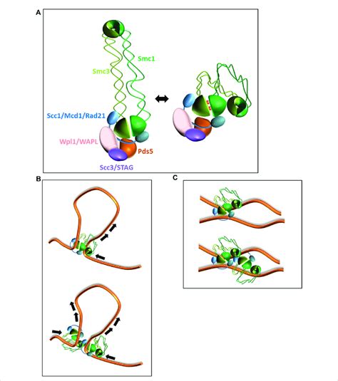 Models Of Cohesin Activity A Architecture Of Cohesin Holocomplex Download Scientific