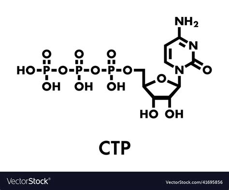Cytidine Triphosphate Ctp Rna Building Block Vector Image