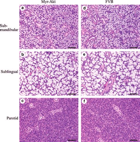 Parotid Histology