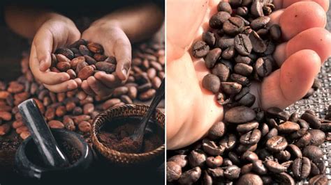 Cocoa Bean Vs Coffee Bean Key Differences And Health Benefits Coffeenatics