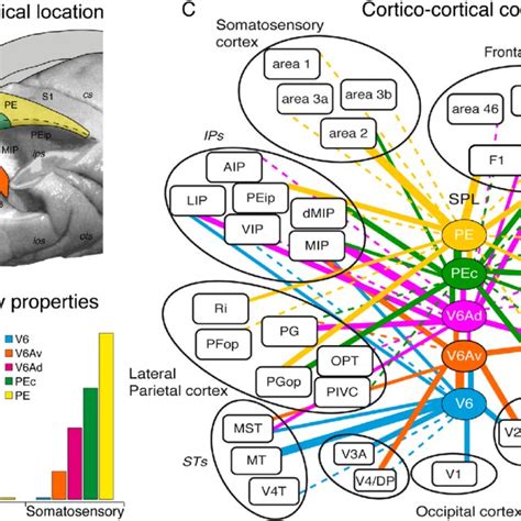 A Representative Posterior Medial Prefrontal Cortex Neuron In Which Download Scientific
