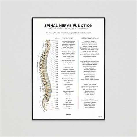 Spinal Nerve Function Chart Etsy In 2021 Spinal Nerve Nerve Spinal